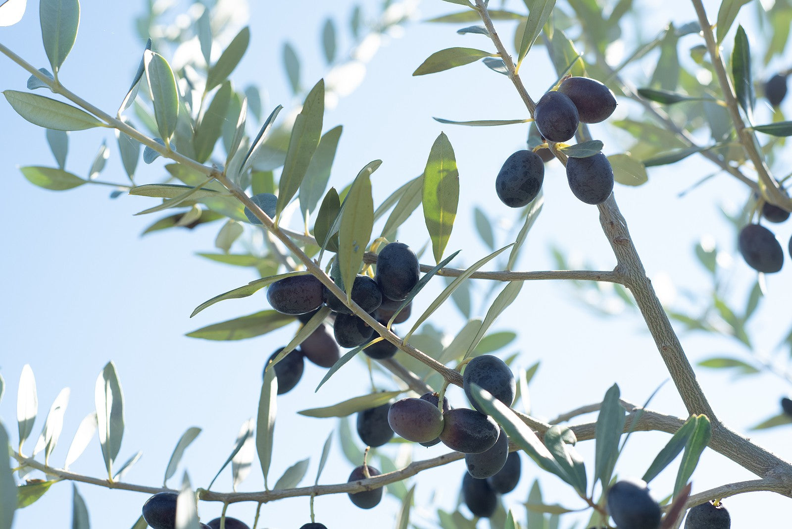 Olive Leaf for Immune & Heart Health | Cedar Bear Supplements – Cedar ...